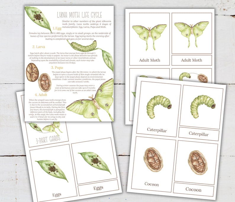 Moths Unit Study: Life Cycle, Anatomy, Homeschool Printable (instant ...