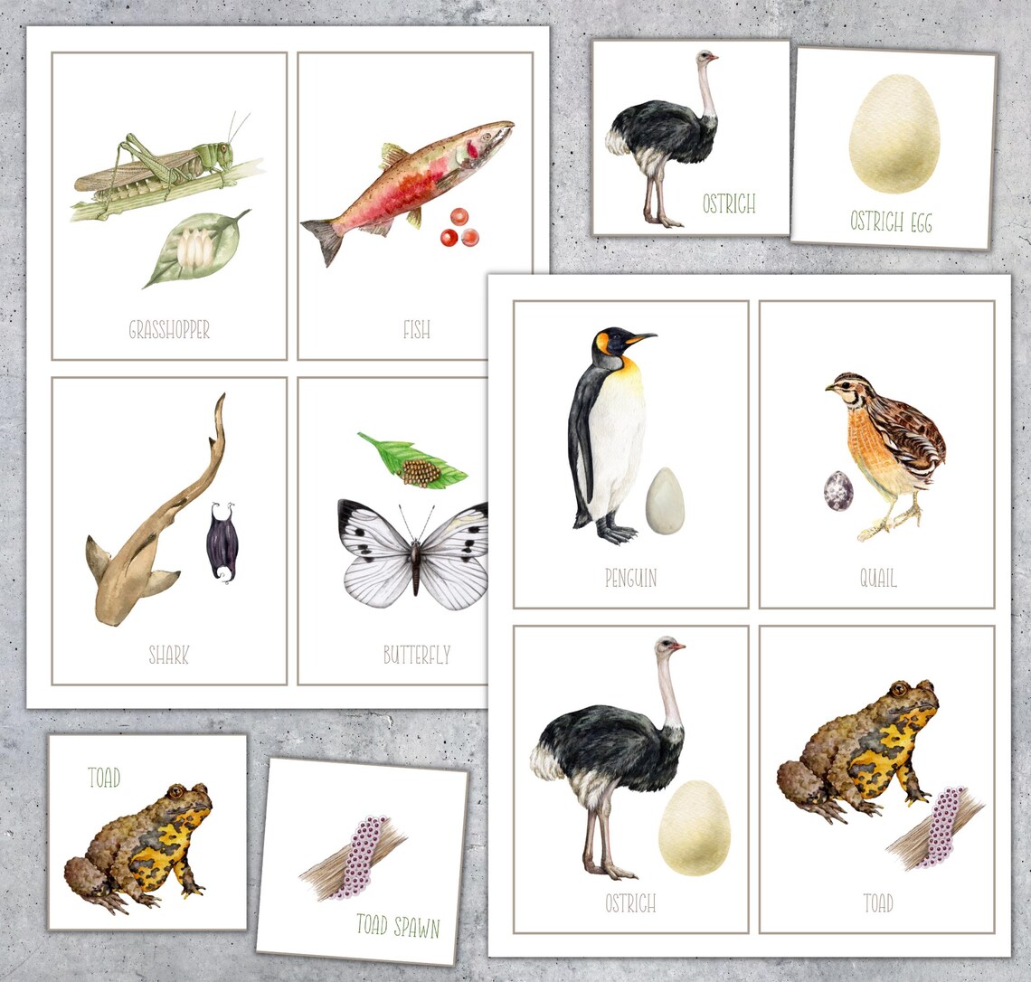 Oviparous Animals and Eggs Flashcards: Montessori Matching Activity ...