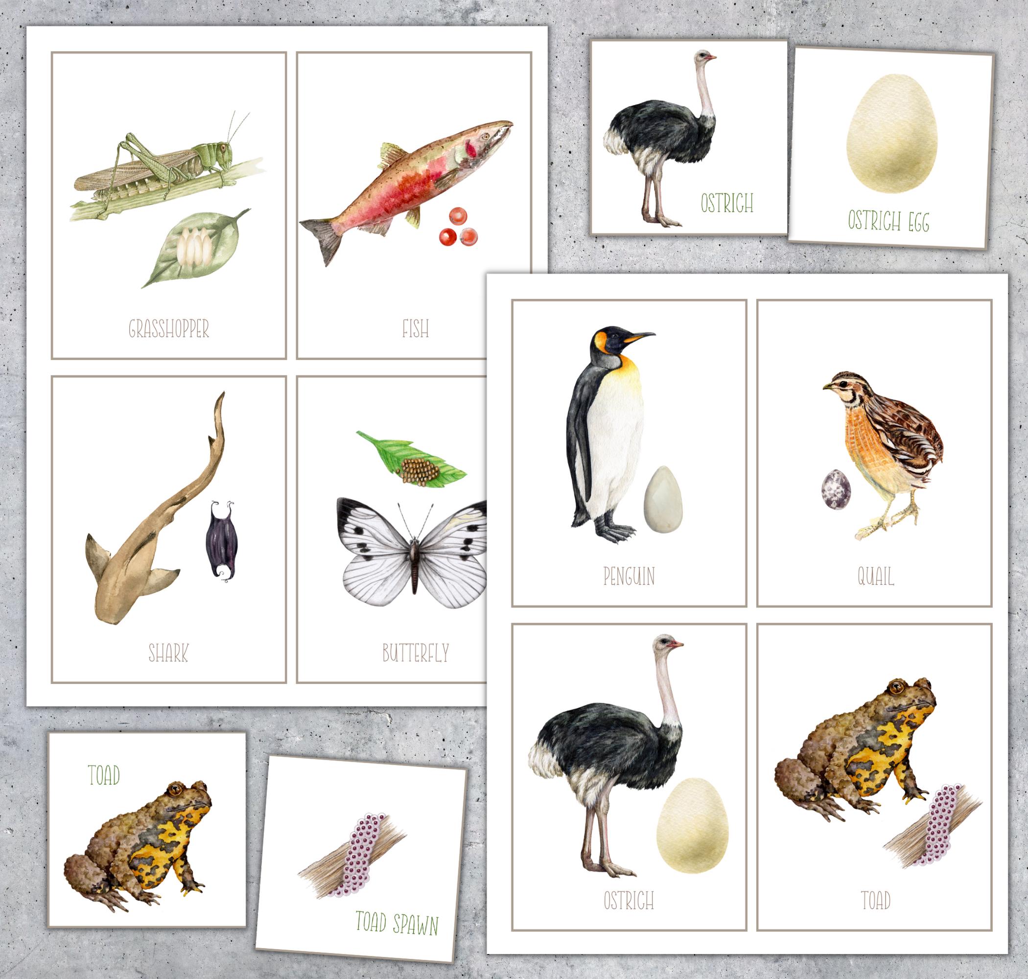 Oviparous Animals and Eggs Flashcards: Montessori Matching Activity ...