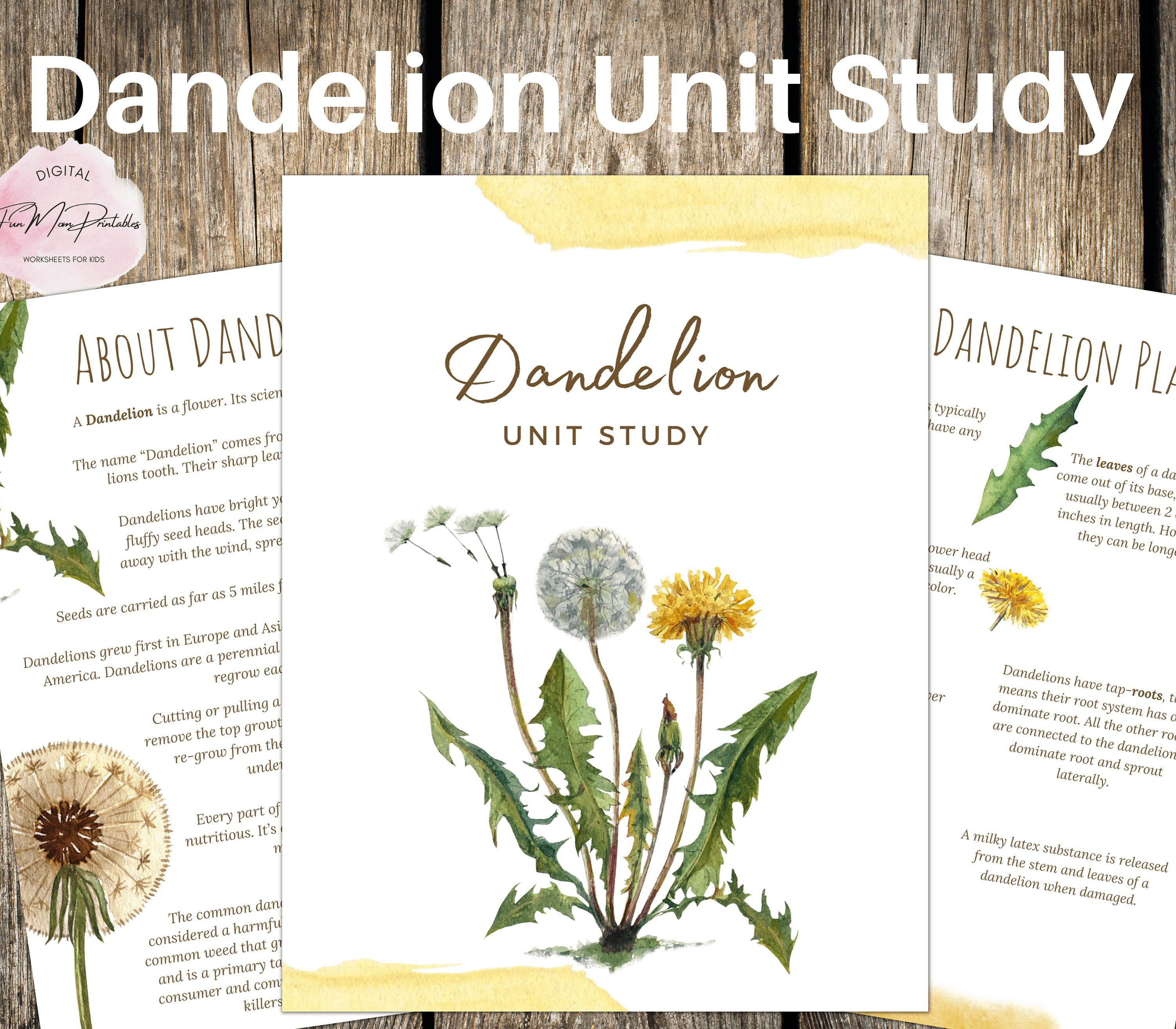 DANDELION Unit Study Life Cycle Anatomy Nature Study - Etsy