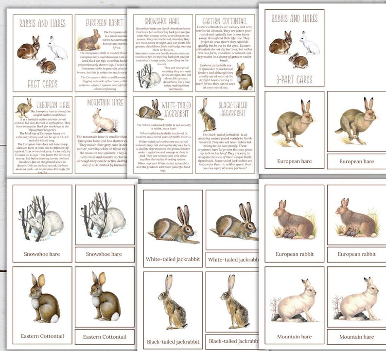 Rabbit and Hare Unit Study: Homeschool Printable (instant Download) - Etsy