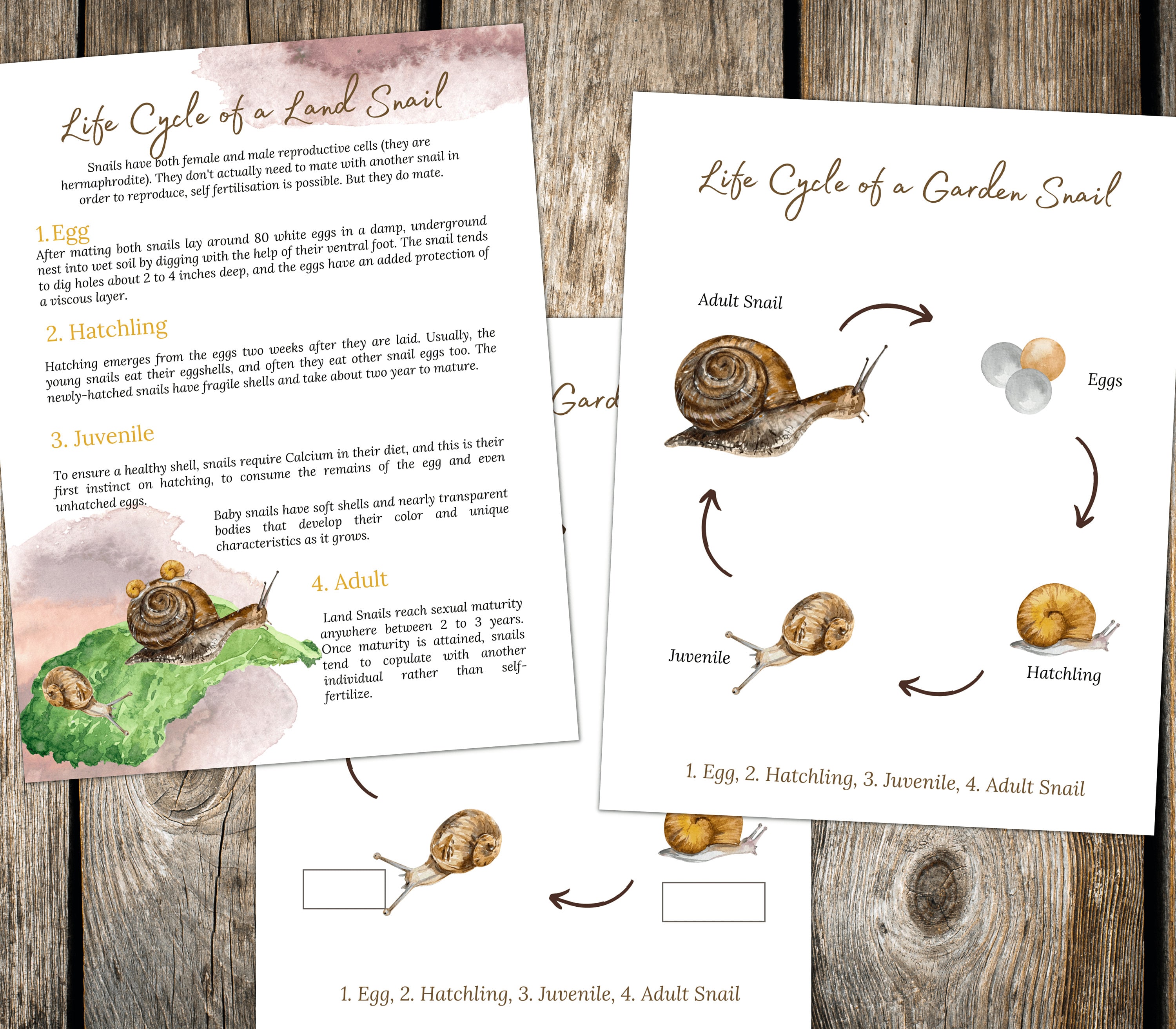 SNAIL Unit Study Life Cycle Anatomy Nature Study Science - Etsy UK