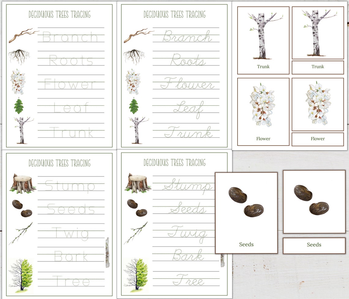 DECIDUOUS TREES Unit Study, Life Cycle, Anatomy, Nature Study, Science ...