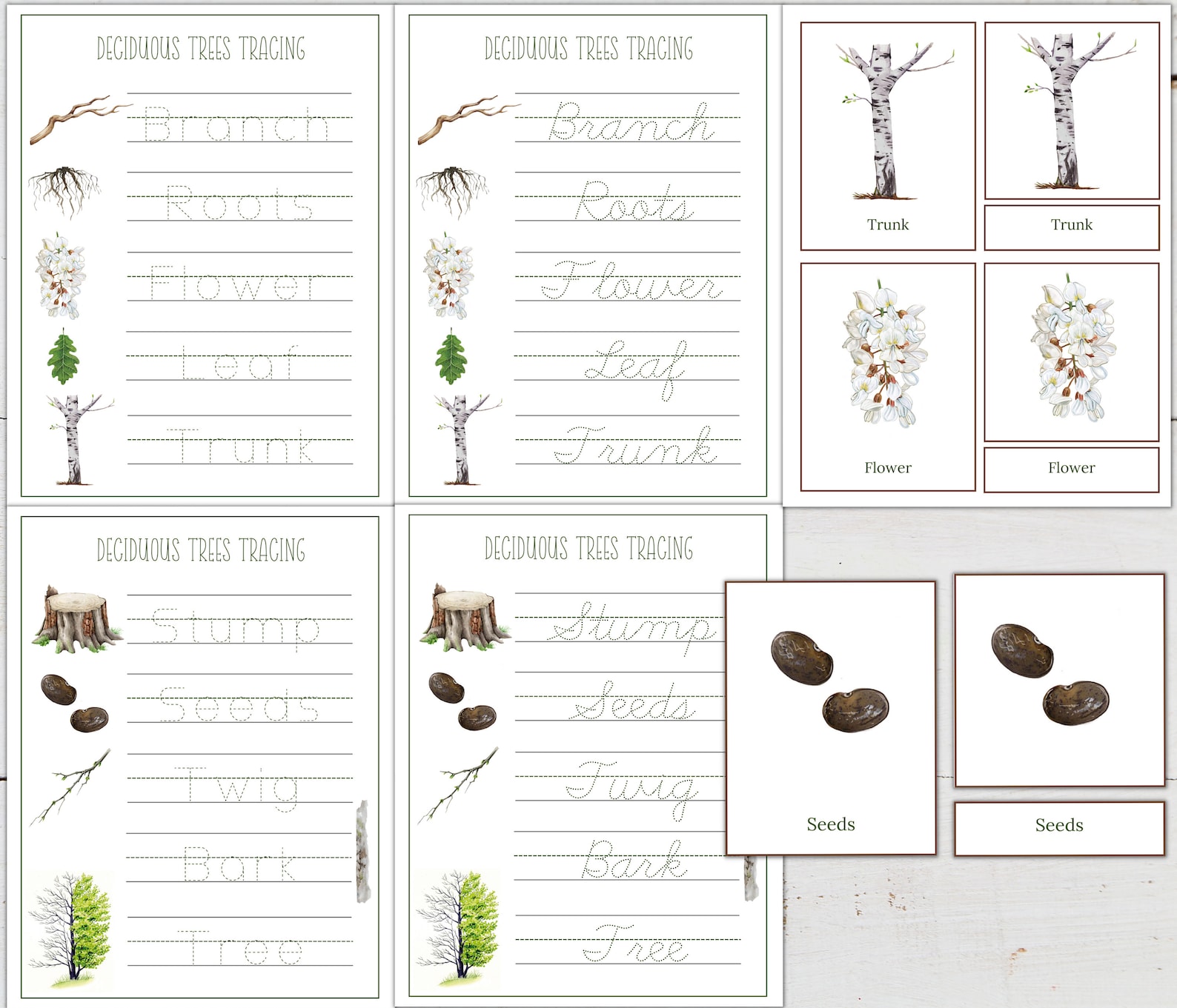 DECIDUOUS TREES Unit Study, Life Cycle, Anatomy, Nature Study, Science ...