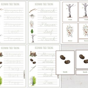 DECIDUOUS TREES Unit Study, Life Cycle, Anatomy, Nature Study, Science ...