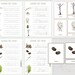 DECIDUOUS TREES Unit Study, Life Cycle, Anatomy, Nature Study, Science ...