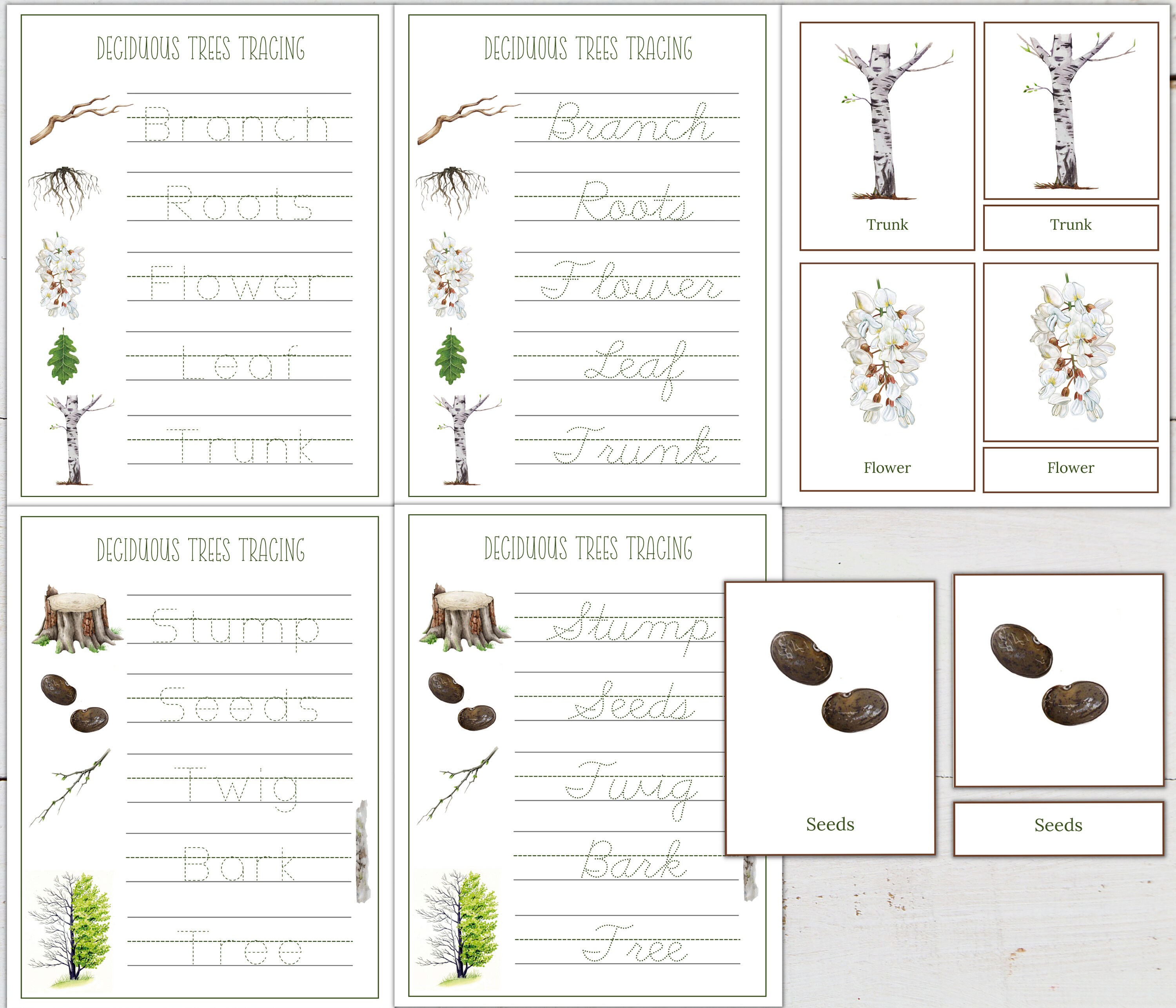DECIDUOUS TREES Unit Study, Life Cycle, Anatomy, Nature Study, Science ...