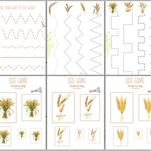 Wheat Unit Study: Life Cycle, Anatomy, Homeschool Printable (instant ...