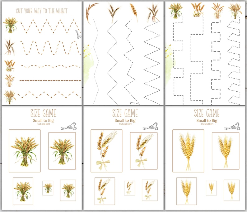 Wheat Unit Study: Life Cycle, Anatomy, Homeschool Printable (instant ...