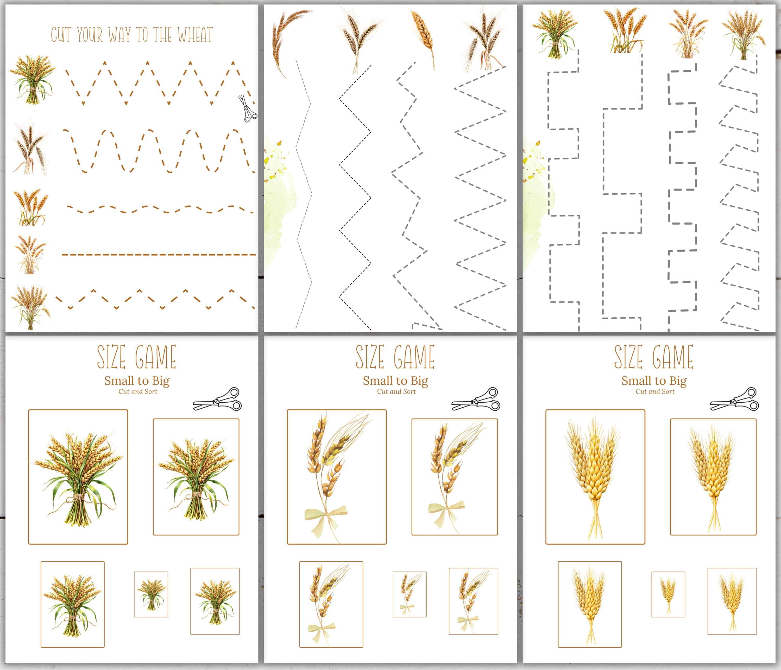 Wheat Unit Study: Life Cycle, Anatomy, Homeschool Printable (instant ...