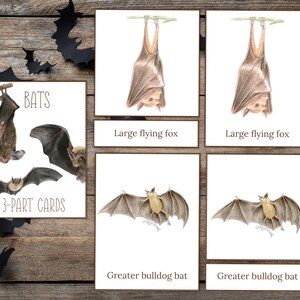 BATS Mini Poster, Fact Cards and 3 Part Cards, Nature, Digital DIY ...