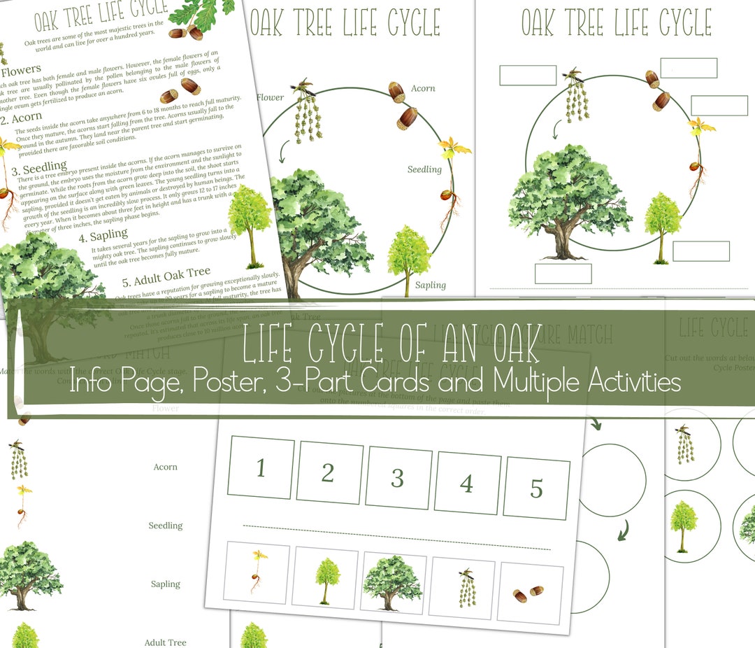 OAK TREE Life Cycle, Nature Study, Homeschool Printable, Instant ...