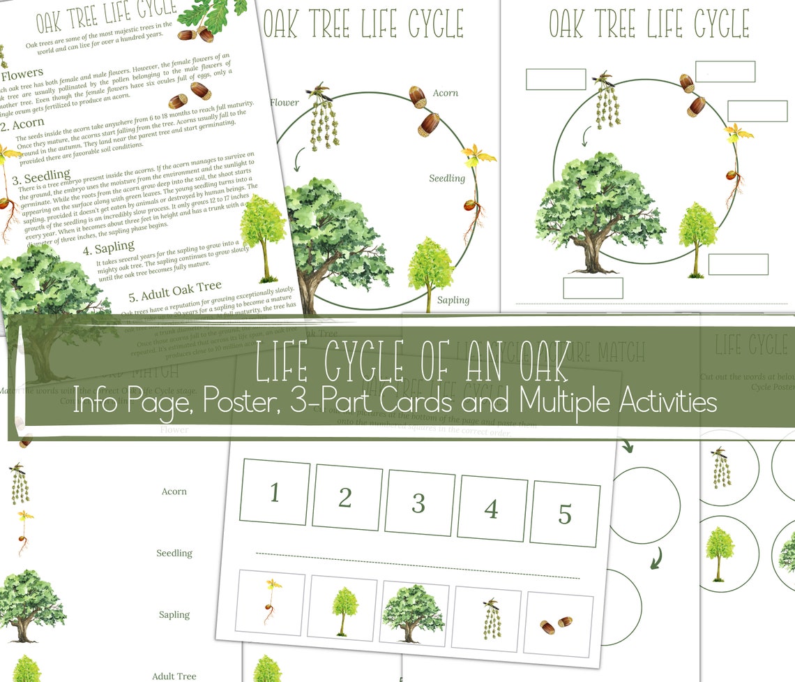 OAK TREE Life Cycle Nature Study Homeschool Printable - Etsy
