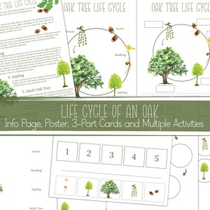 OAK TREE Life Cycle Nature Study Homeschool Printable - Etsy