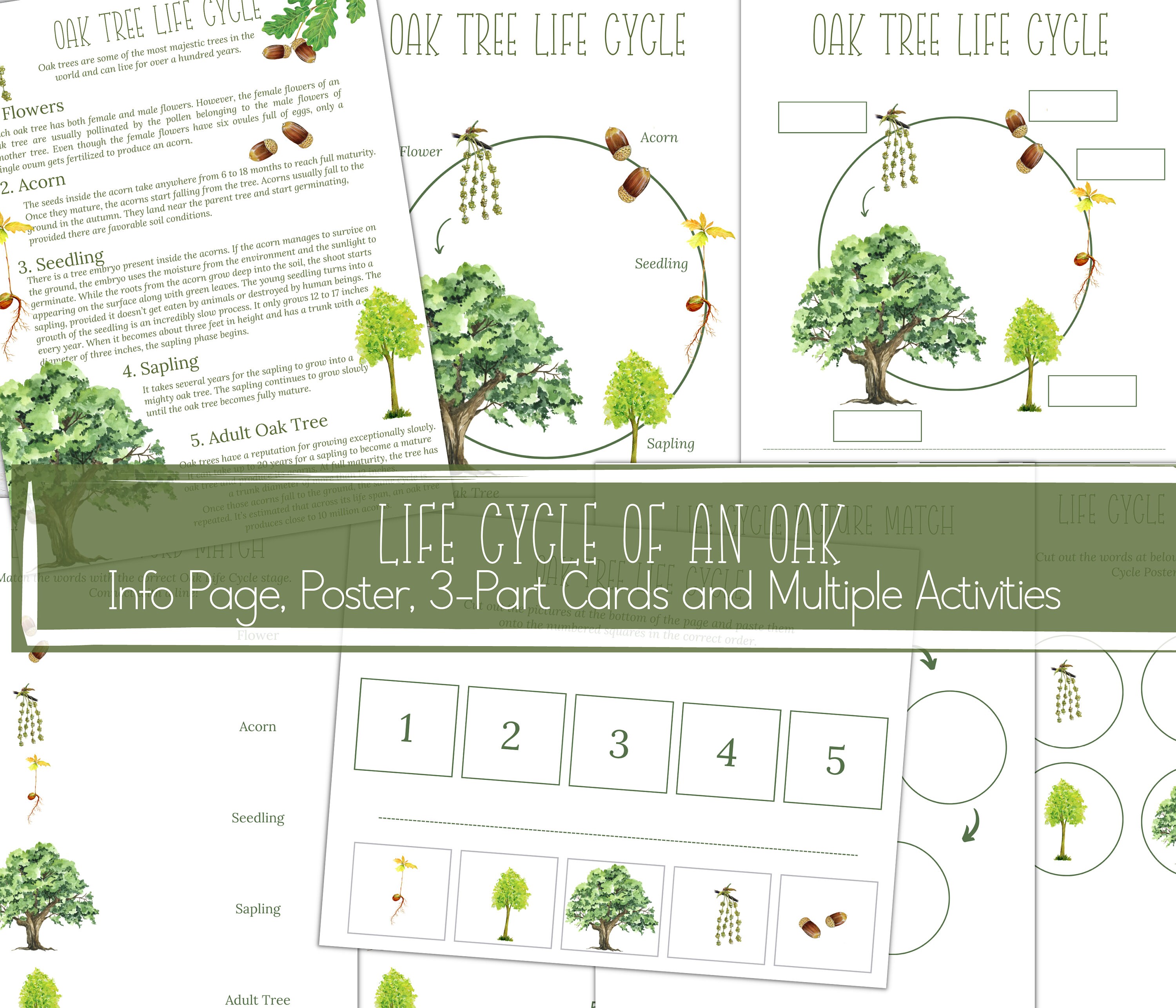 OAK TREE Life Cycle Nature Study Homeschool Printable - Etsy