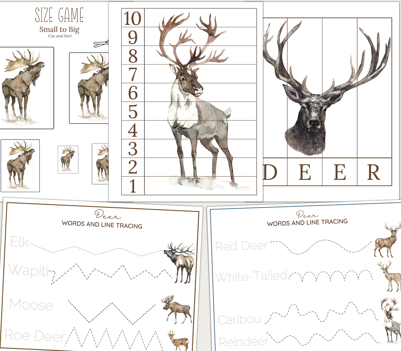 DEER Unit Study Life Cycle Anatomy Nature Study Science - Etsy