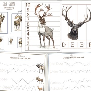 Deer Unit Study: Life Cycle, Anatomy, Homeschool Printable (instant ...