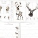 DEER Unit Study, Life Cycle, Anatomy, Nature Study, Science ...