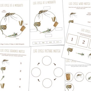 Mosquito Unit Study: Life Cycle, Anatomy, Homeschool Printable (INSTANT ...