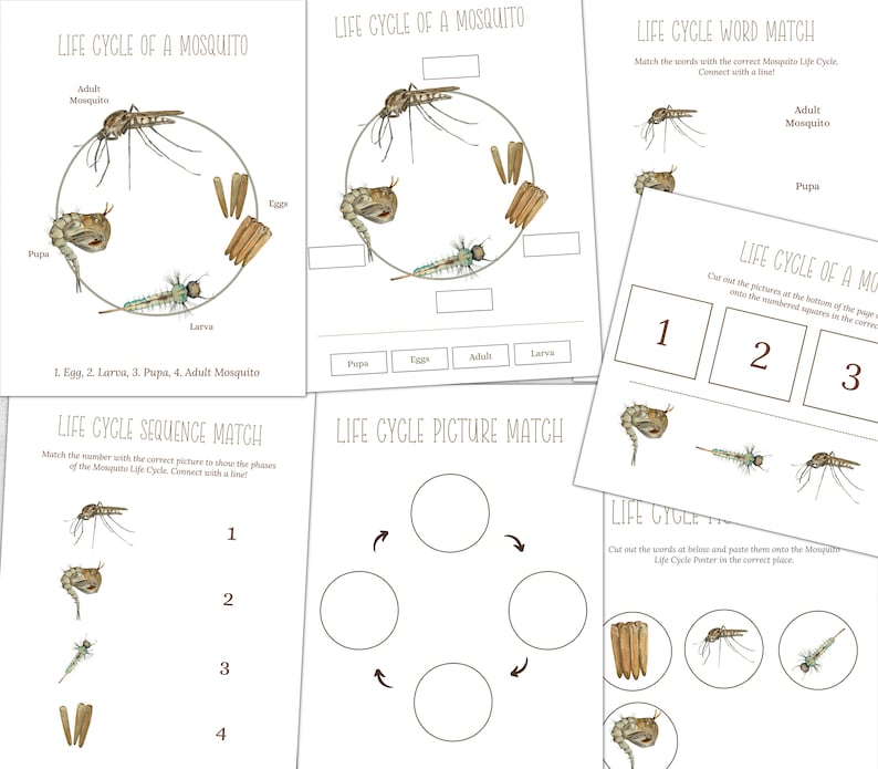 Mosquito Unit Study: Life Cycle, Anatomy, Homeschool Printable (INSTANT ...