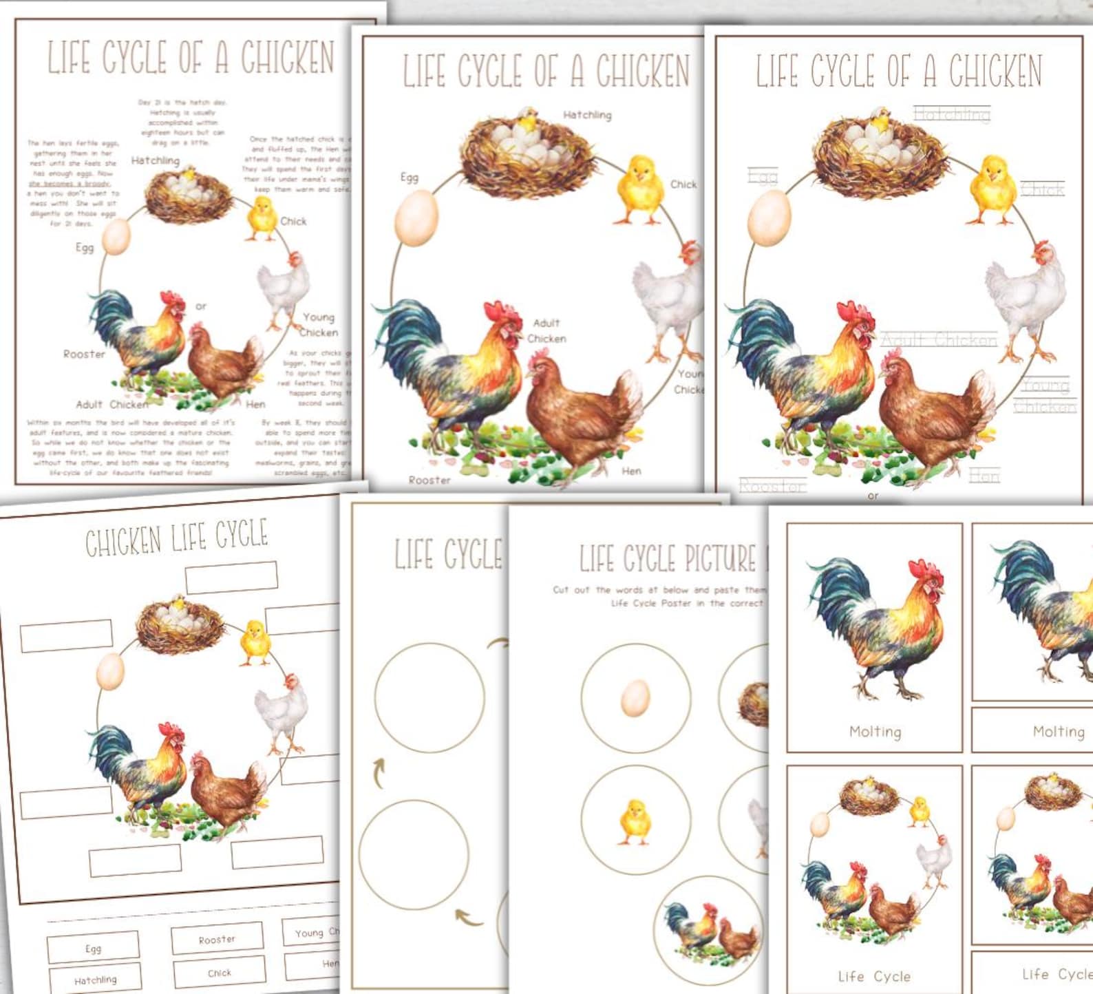 Chicken Unit Study , Life Cycle, Anatomy, DIGITAL DOWNLOAD - Etsy