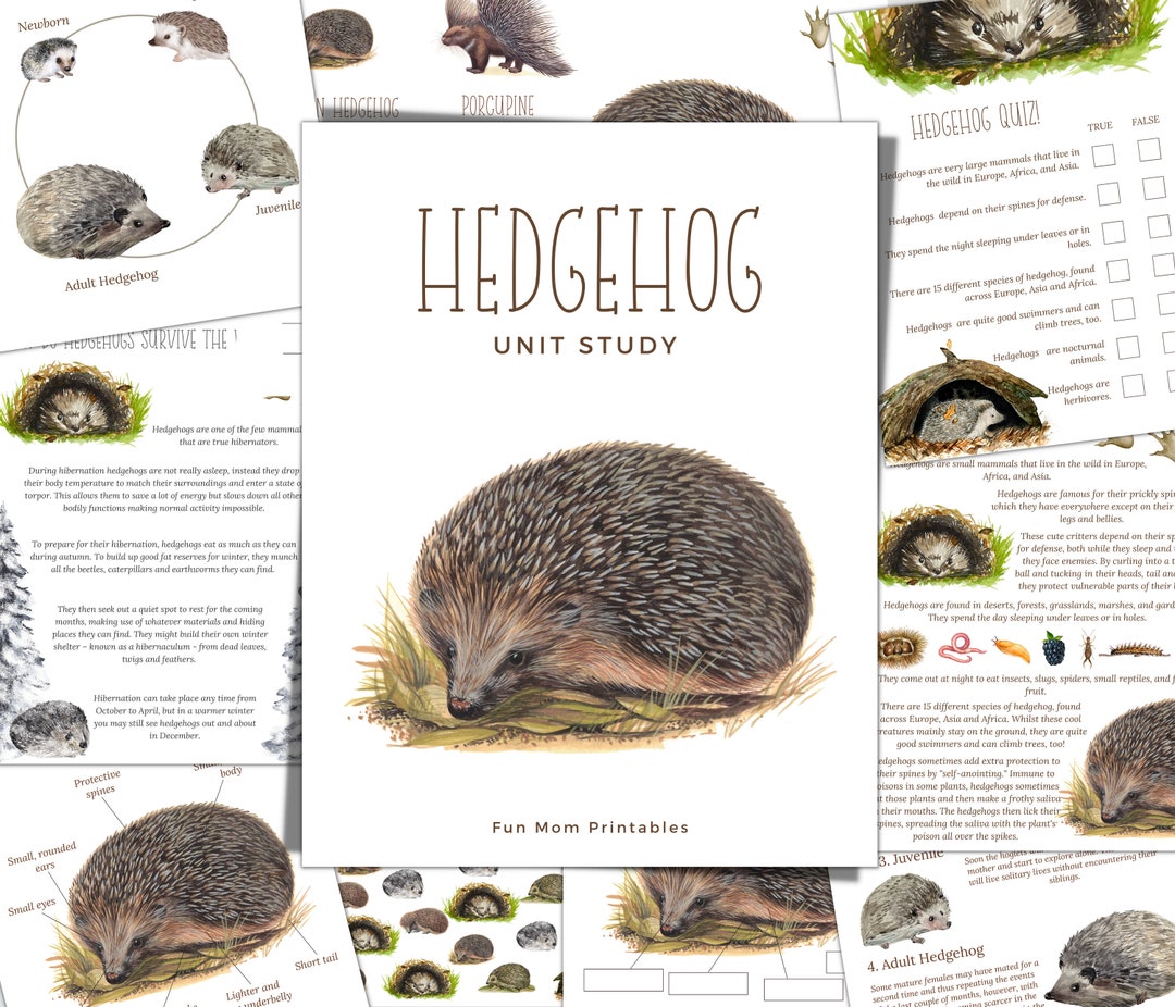 HEDGEHOG Unit Study, Life Cycle, Anatomy, Nature Study, Science ...