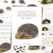 BADGER Anatomy, Poster and Labeling Activity, Homeschool, Instant ...
