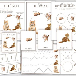 CAT/FELINE Life Cycle, Nature Study, Homeschool Printable, Instant ...
