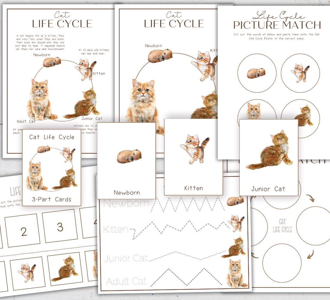CAT/FELINE Life Cycle, Nature Study, Homeschool Printable, Instant ...