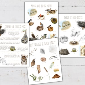 BIRDS UNITS BUNDLE, Bird Activities, Nests, Hatchlings, Beaks ...