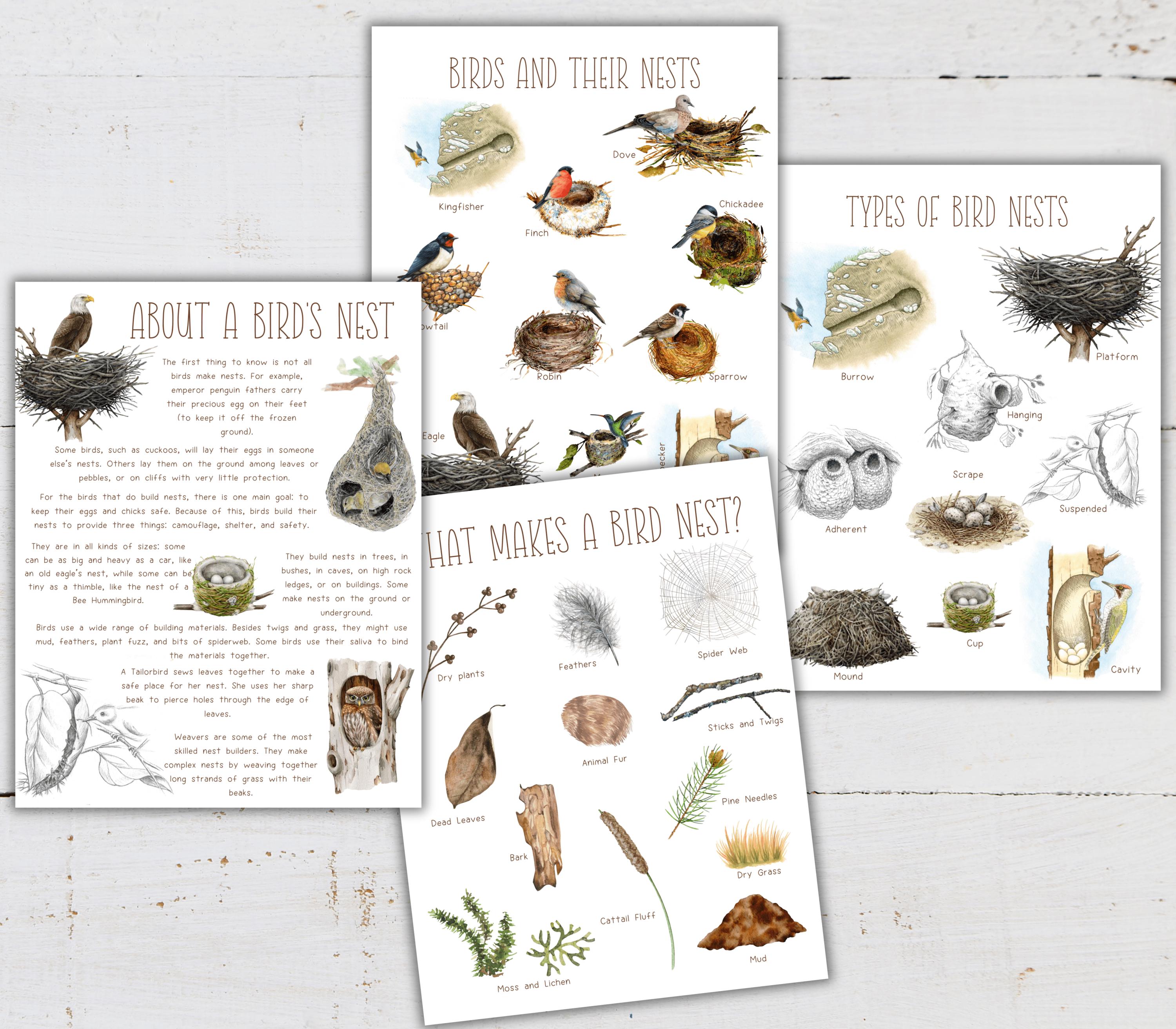 BIRDS UNITS BUNDLE, Bird Activities, Nests, Hatchlings, Beaks ...