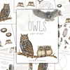 OWL Unit Study, Life Cycle of a Bird, Nature, Printable, Montessori ...