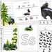 SKUNK Unit Study Life Cycle Anatomy Nature Study Science - Etsy
