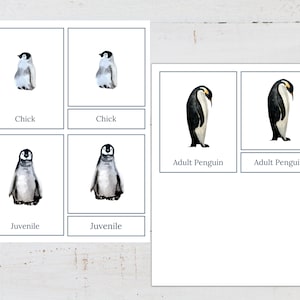 PENGUIN Life Cycle, Nature Study, Homeschool Printable, Instant ...