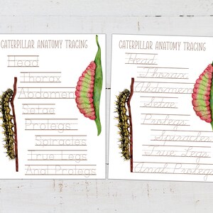 CATERPILLAR Anatomy, Poster + Labeling and Tracing Activities ...