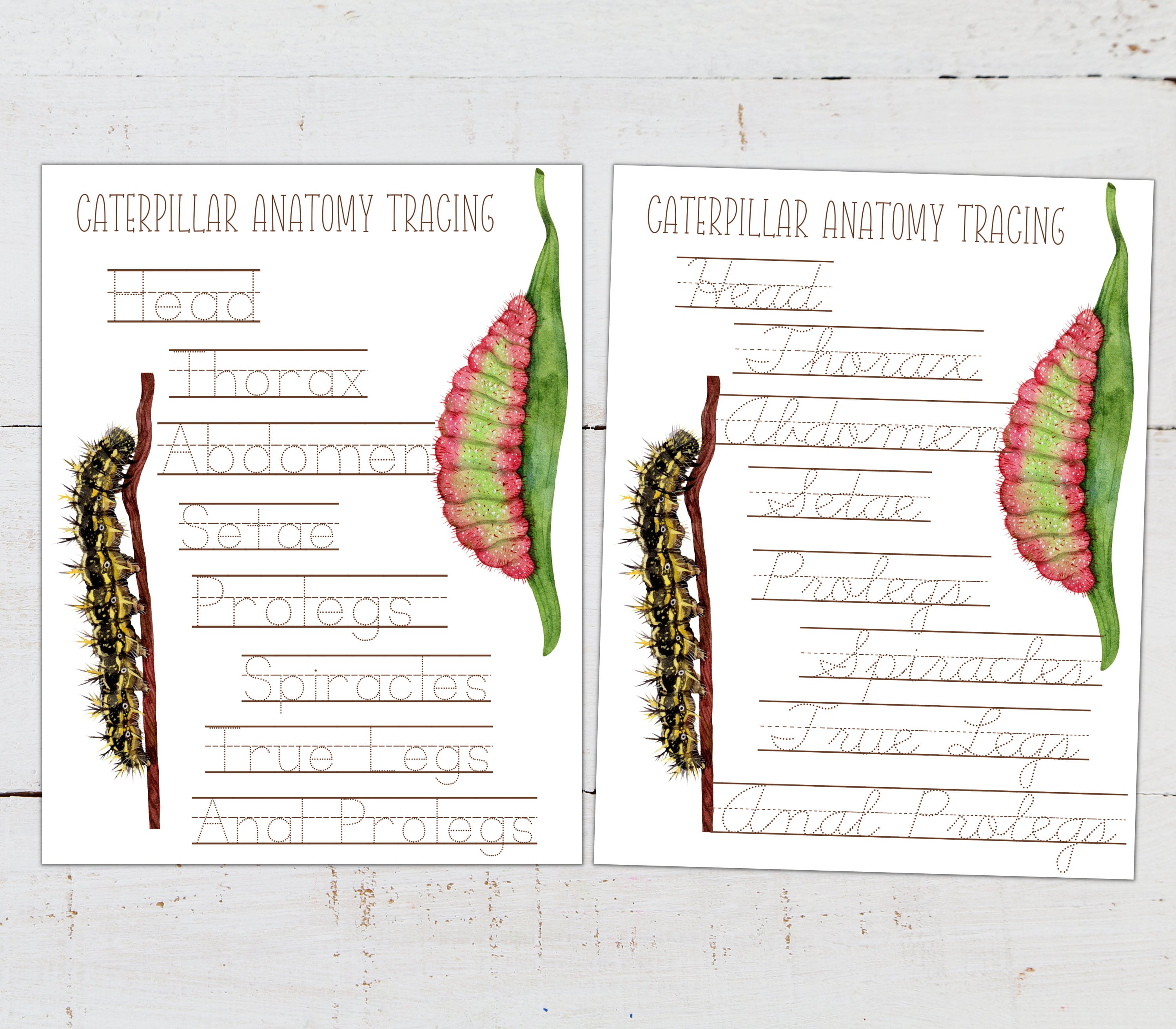 CATERPILLAR Anatomy Poster Labeling and Tracing Activities - Etsy