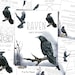 RAVEN Unit Study, Anatomy, Nature Study, Science, Handwriting ...