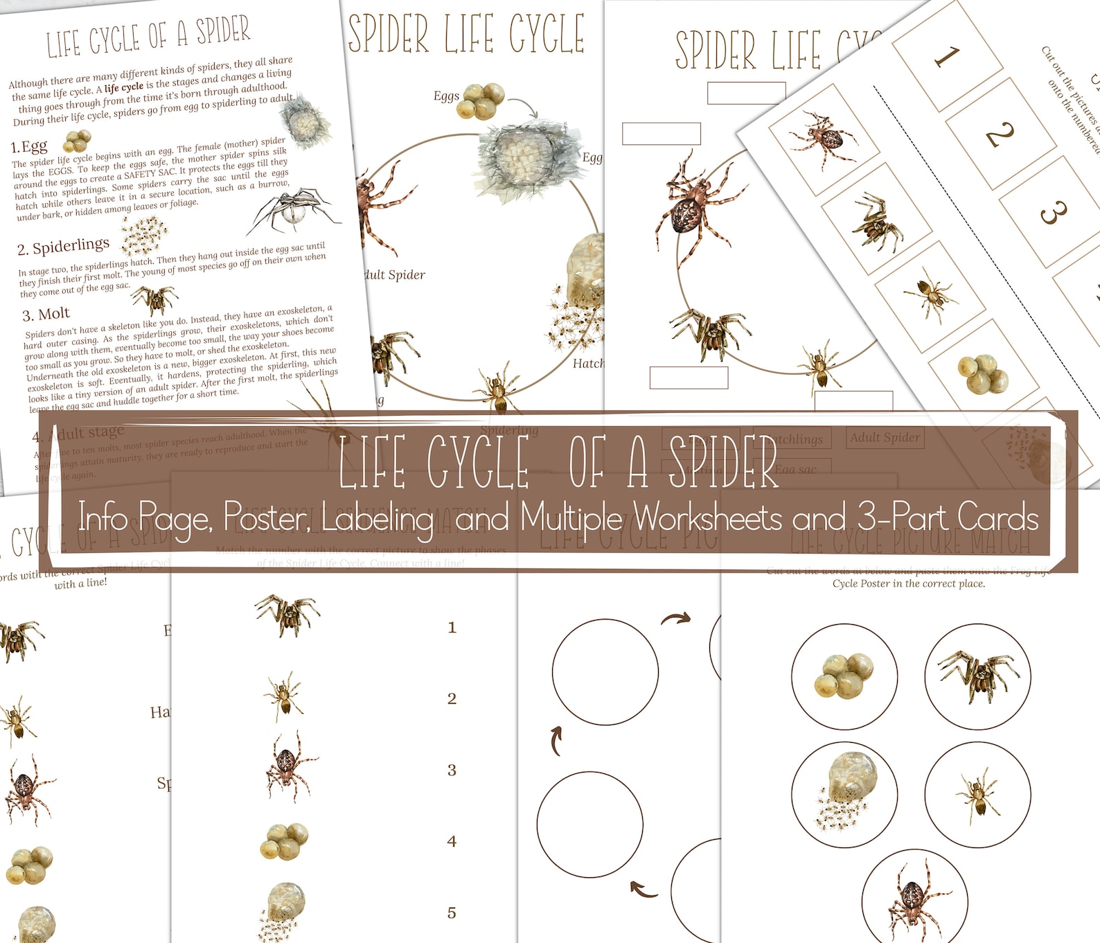 Spider Unit Study: Life Cycle, Anatomy, Homeschool Printable (instant ...