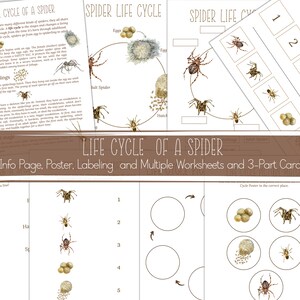 Spider Unit Study: Life Cycle, Anatomy, Homeschool Printable (instant ...