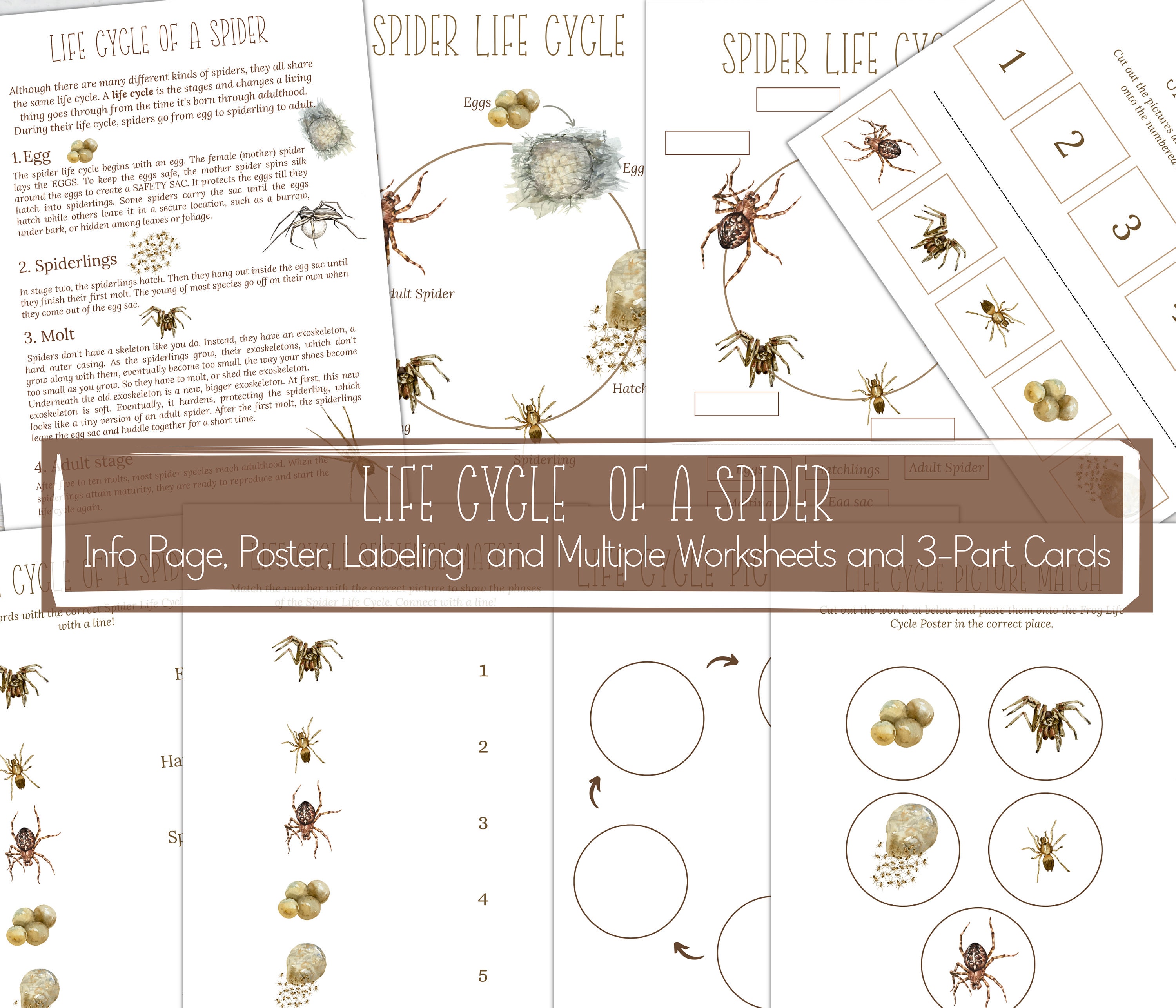 Spider Unit Study: Life Cycle, Anatomy, Homeschool Printable (instant ...