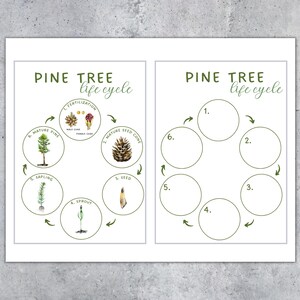 TREES Life Cycle Printable 5x7" Flashcards and Matching Worksheets (5x7 ...