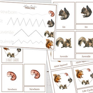 Squirrel Unit Study: Anatomy, Life Cycle, Homeschool Printable (instant ...