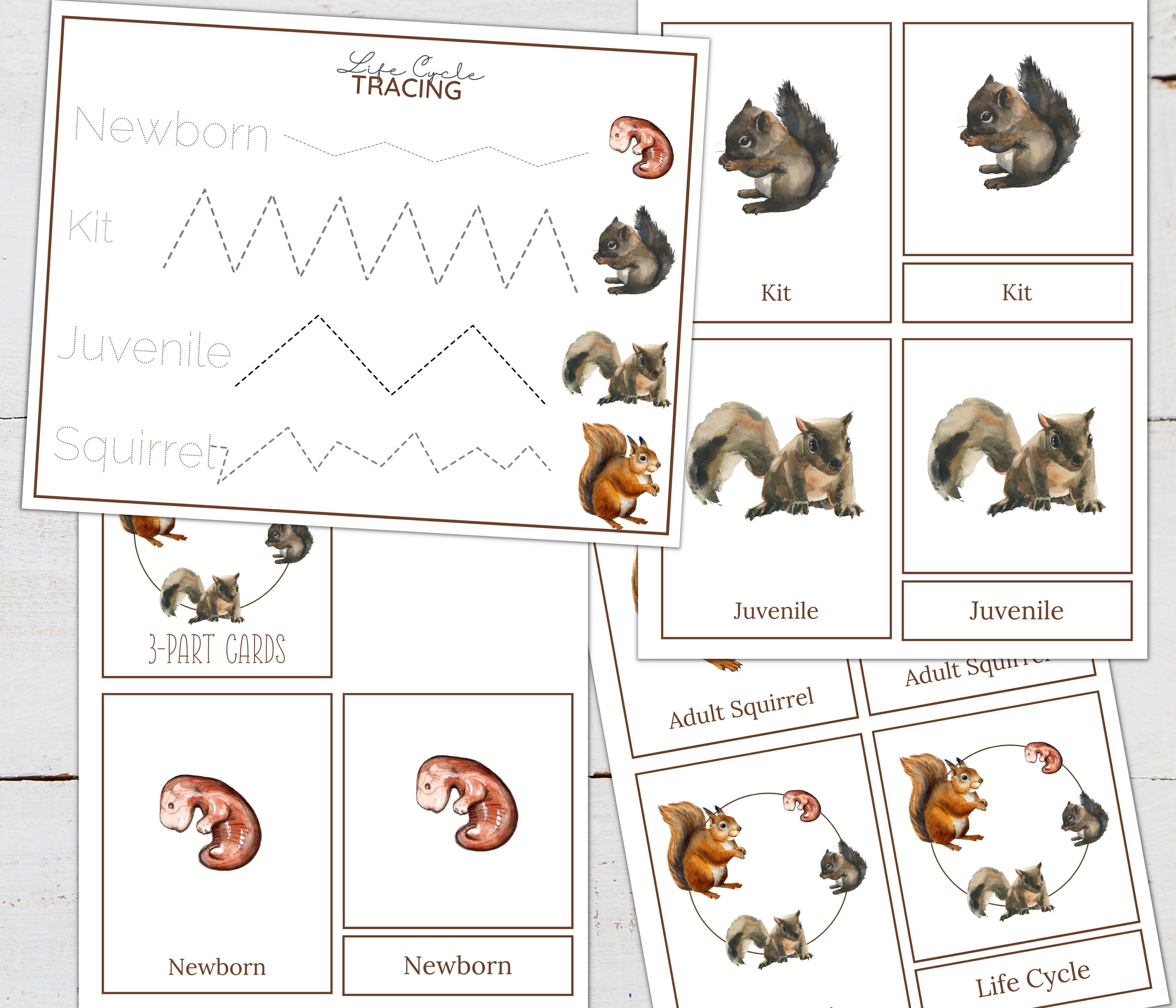 Squirrel Unit Study: Anatomy, Life Cycle, Homeschool Printable (instant ...