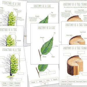 3 TREE UNITS BUNDLE, Deciduous Trees Unit, Coniferous Trees Unit, Oak ...