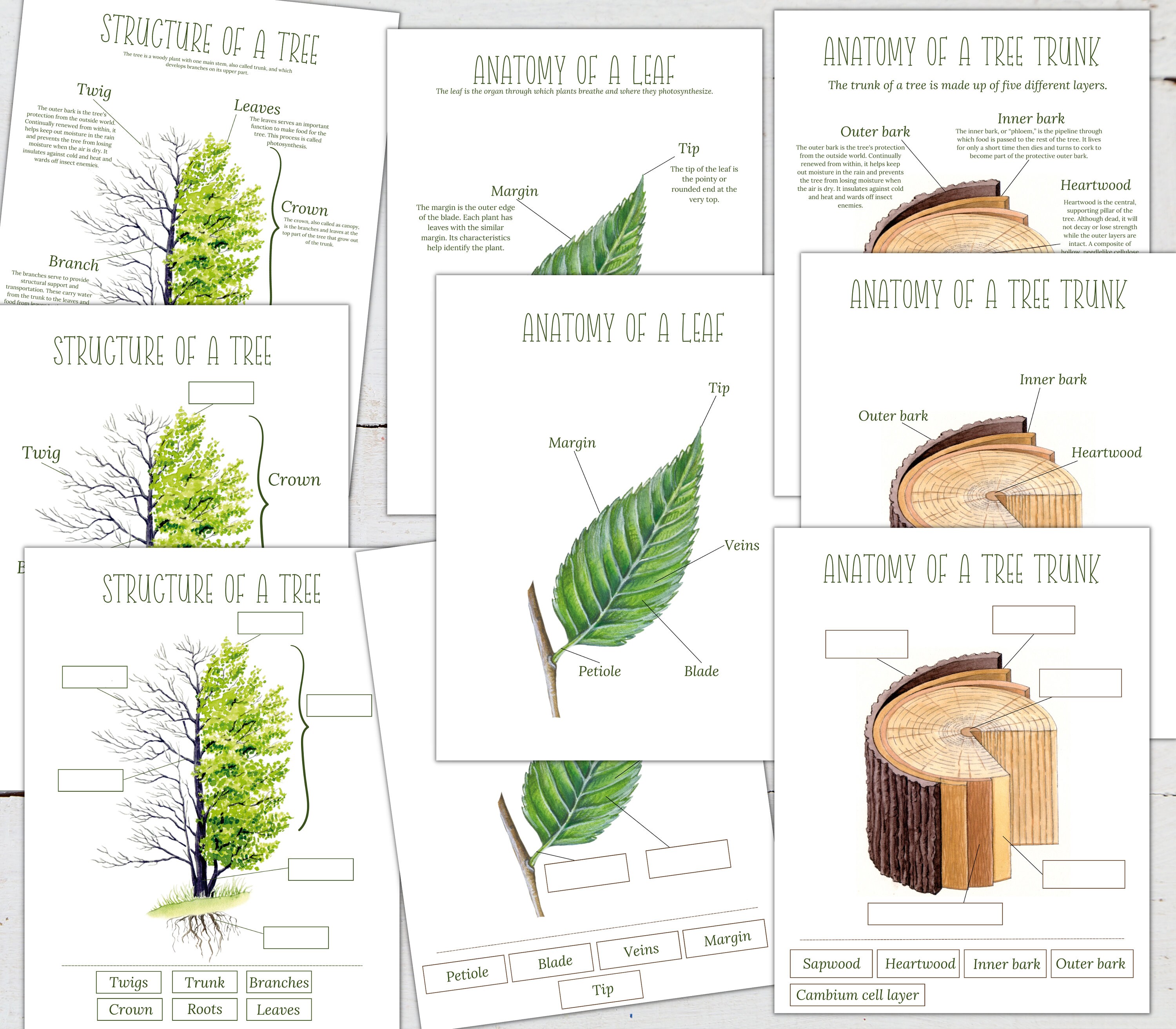 Trees Unit Study Bundle: Deciduous, Coniferous, Oak (instant Download ...