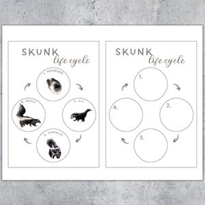 Fauna Life Cycle Printable 5x7" Flashcards and Matching Worksheets (5x7 ...