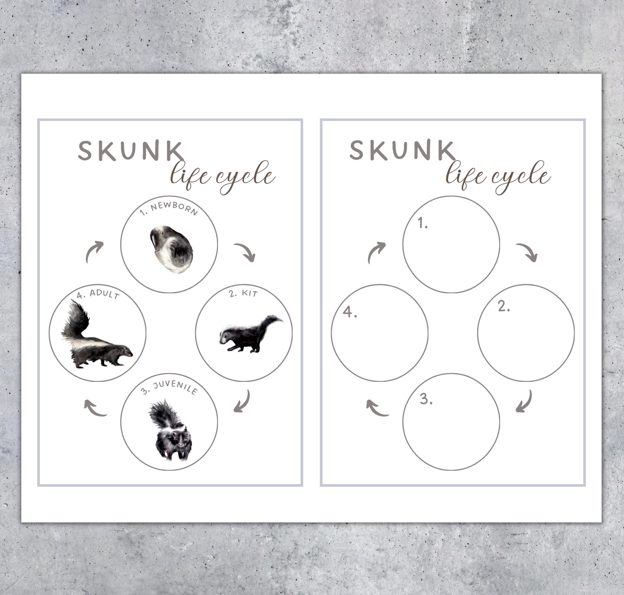 Fauna Life Cycle Printable 5x7" Flashcards and Matching Worksheets (5x7 ...