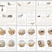 African SAVANNA Unit Study, Life Cycle, Anatomy, Nature Study, Science ...