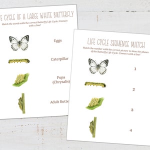 LARGE WHITE BUTTERFLY Life Cycle, Nature Study, Homeschool Printable ...