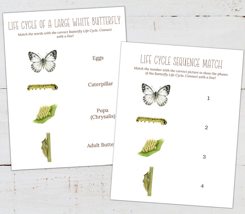 LARGE WHITE BUTTERFLY Life Cycle Nature Study Homeschool - Etsy